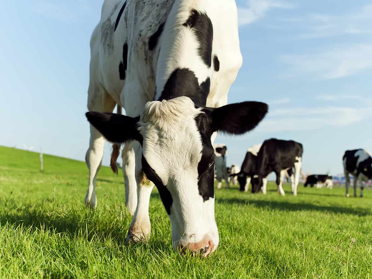 Braum’s Ice Cream Factory and Dairy Farm Tours and Field Trips | Braum's