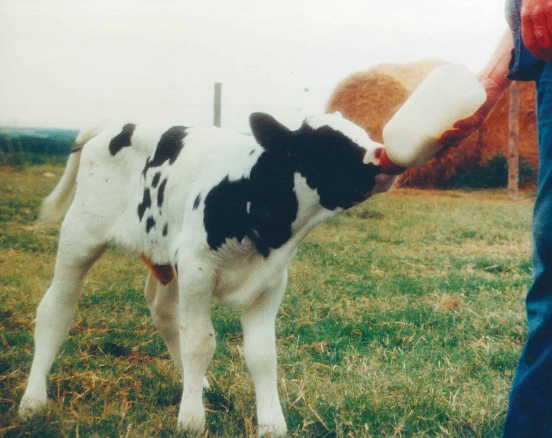 Learn More About Braum's Company, Dairy Farm and Factory | Braum's