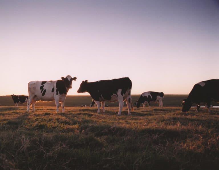 Remembering the Life & Legacy of Bill Braum, A True Innovator ...